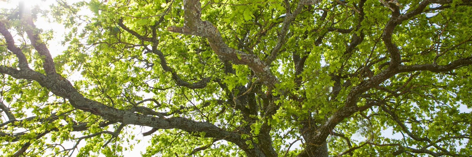 Baum- & Wurzelschutz - Bavaria Baumwelt
